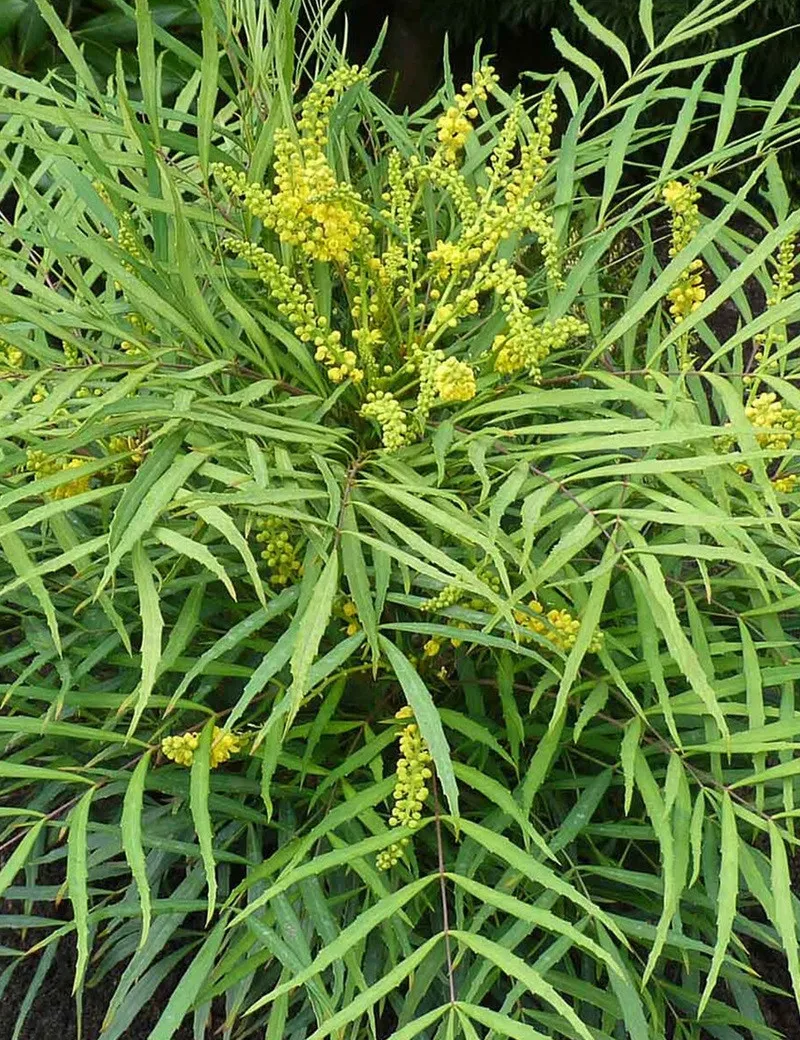 MAHONIA eurybracteata SOFT CARESS (Mahonia)