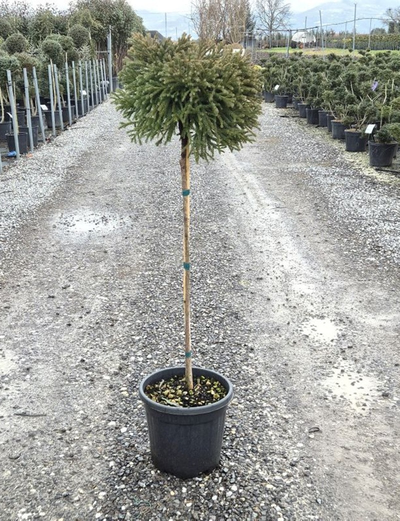 Topiaire (Plante taillée) - CRYPTOMERIA japonica GLOBOSA (Cèdre du ...