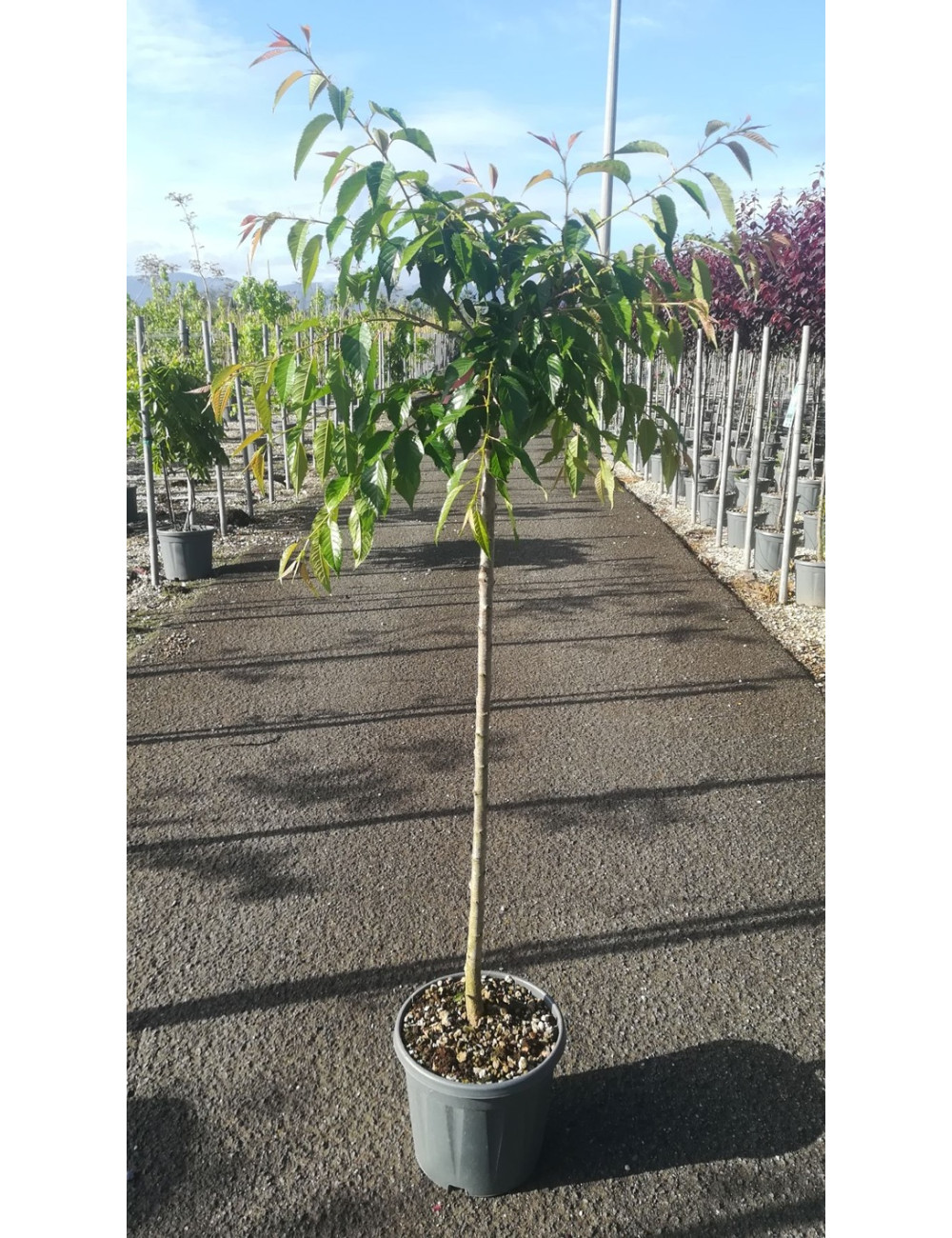 PRUNUS KIKU-SHIDARE-ZAKURA (Cerisier à fleurs pleureur)