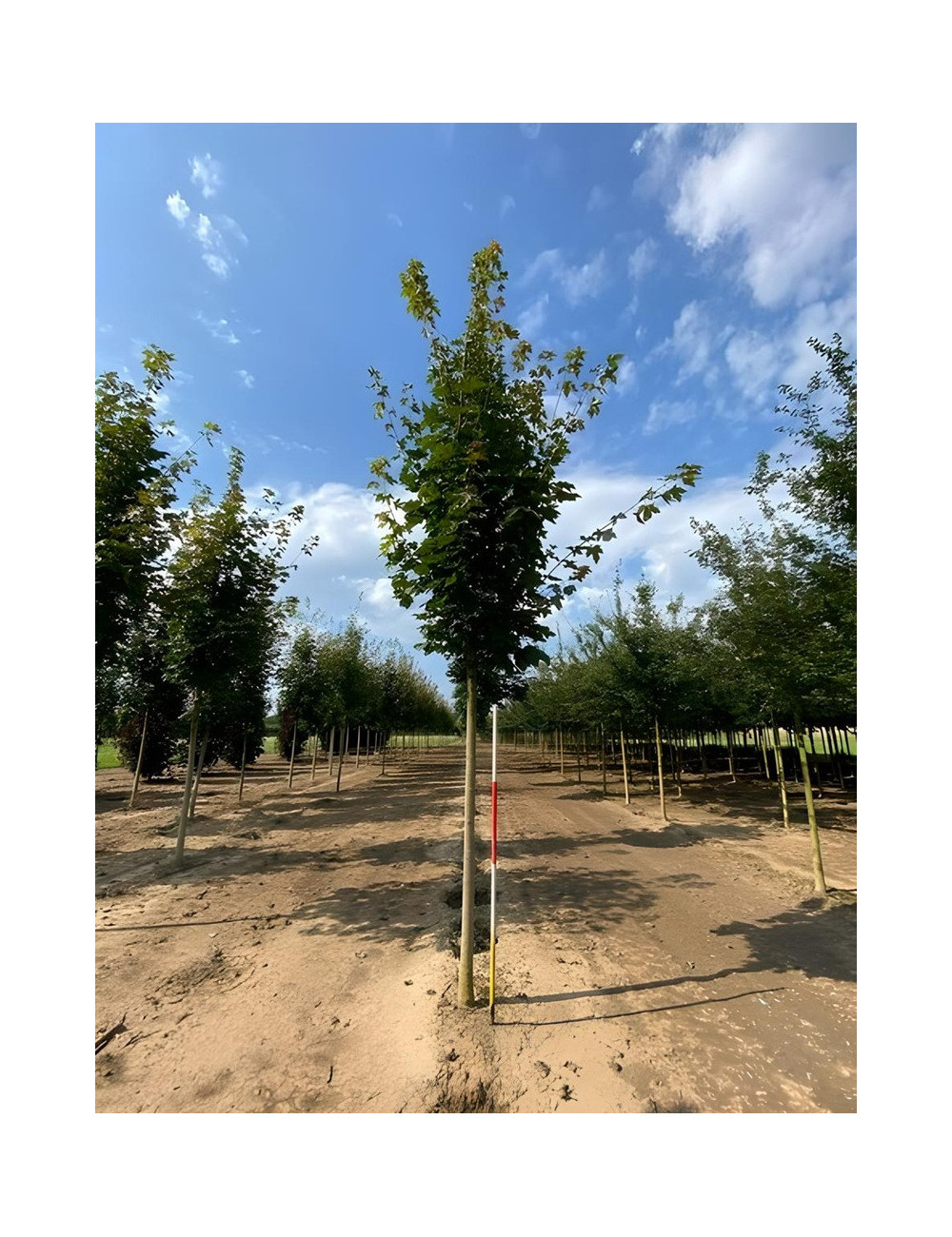 ACER platanoïdes COLUMNARE (Érable plane Colonnaire)