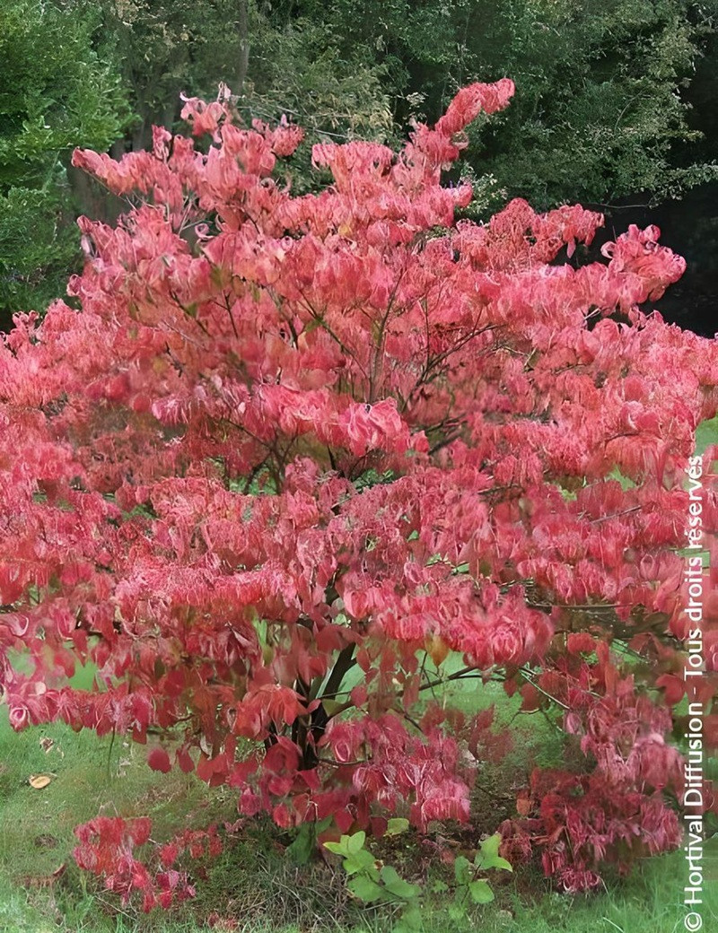 CORNUS florida RUBRA (Cornouiller de Floride à fleurs roses)