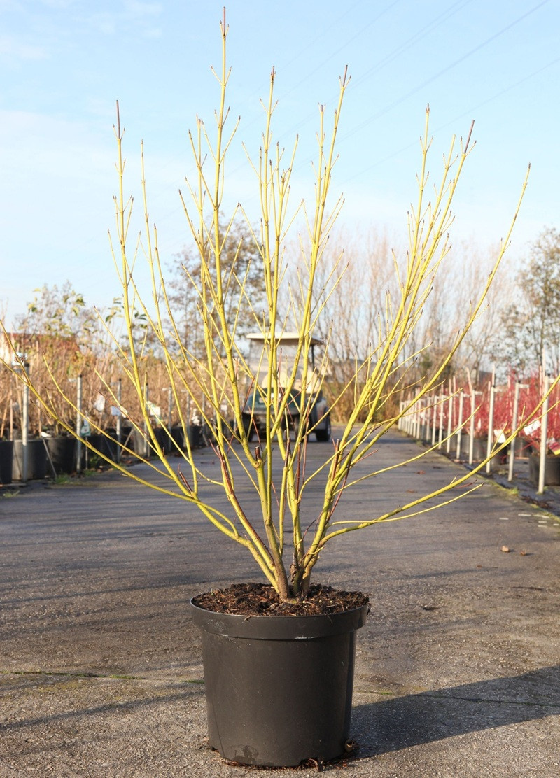 CORNUS sericea FLAVIRAMEA (Cornouiller stolonifère à bois jaune)