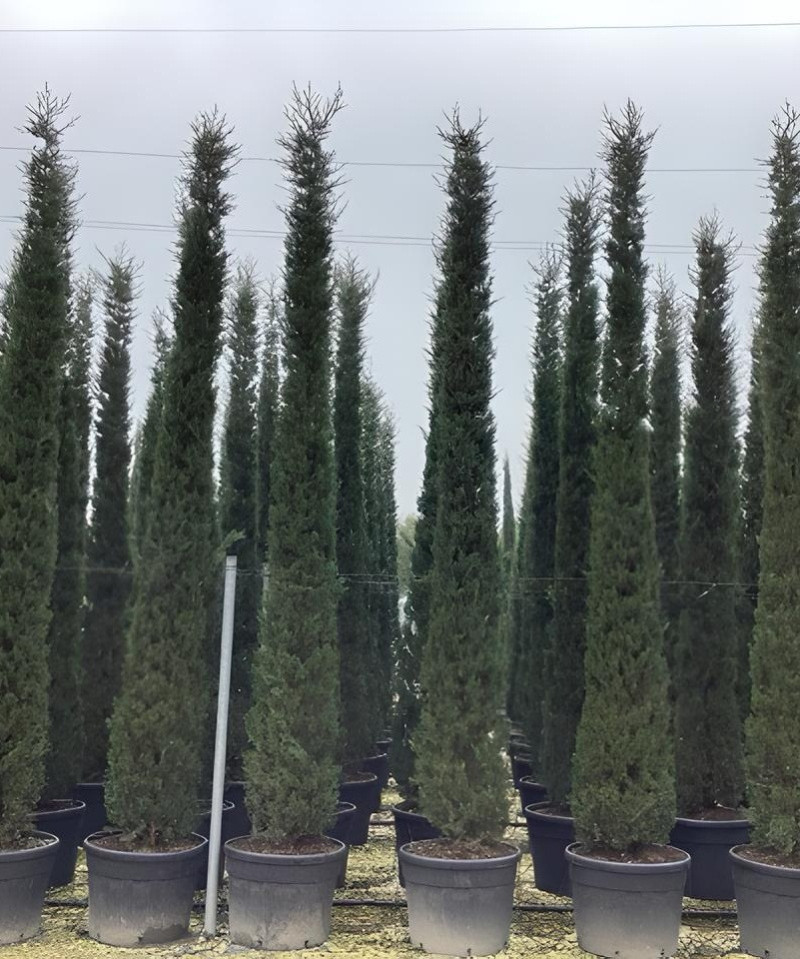 CUPRESSUS sempervirens STRICTA (Cyprès d'Italie)