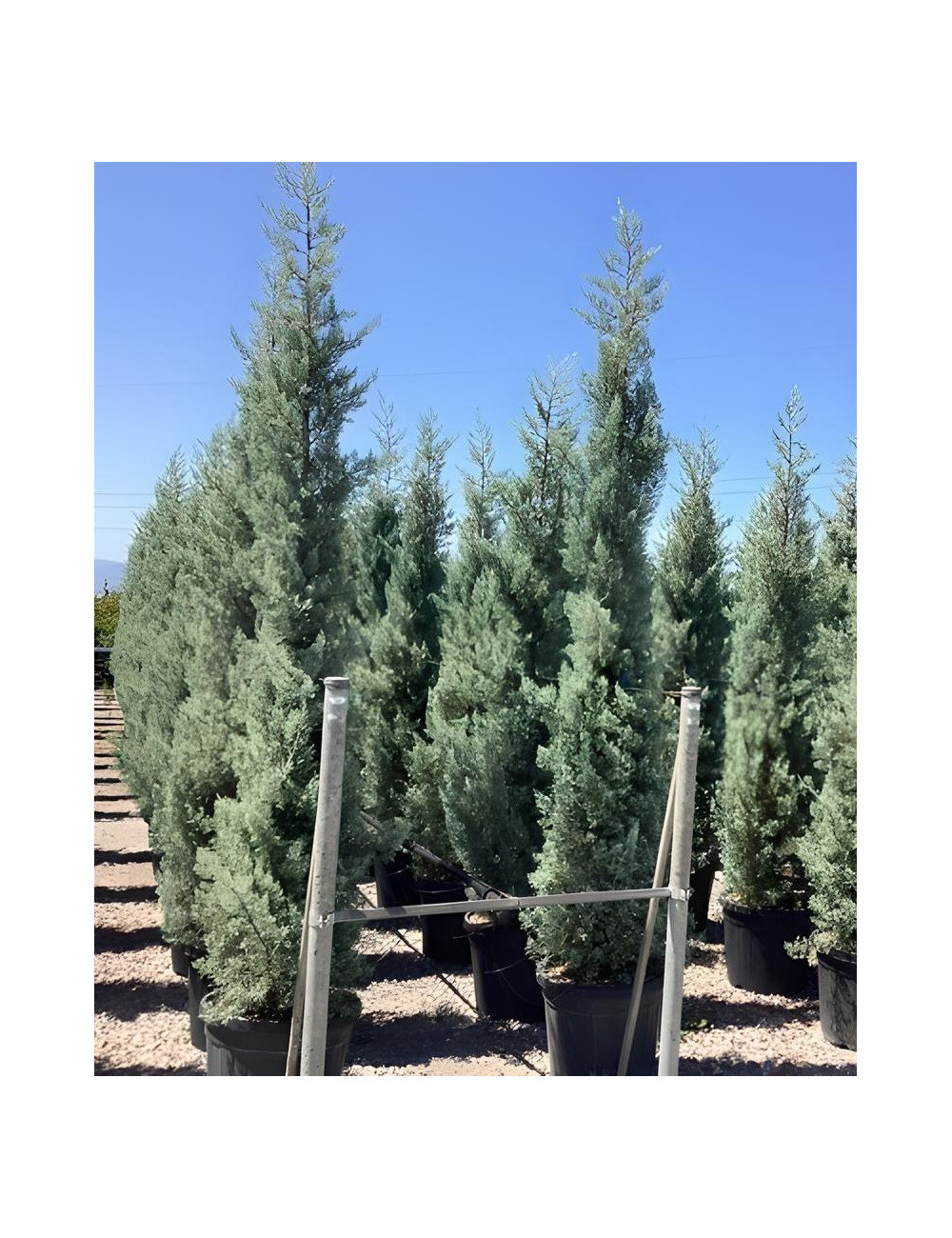 CUPRESSUS arizonica FASTIGIATA (Cyprès de l'Arizona fastigié)