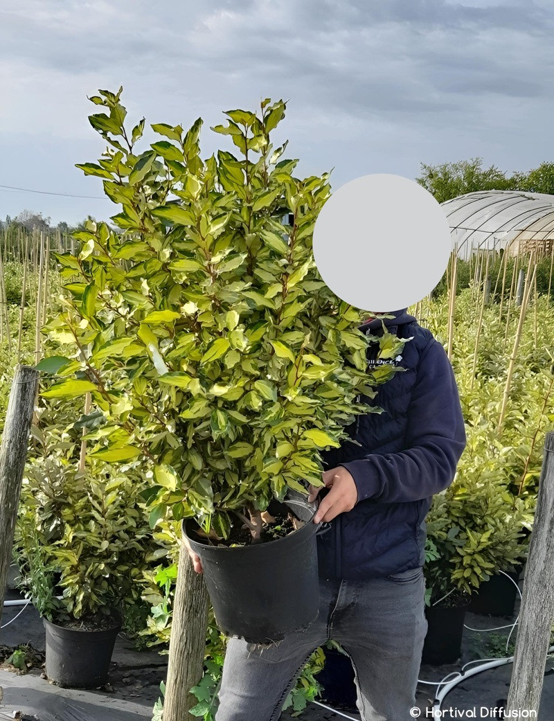 ELAEAGNUS ebbingei MARYLINE® (Chalef)