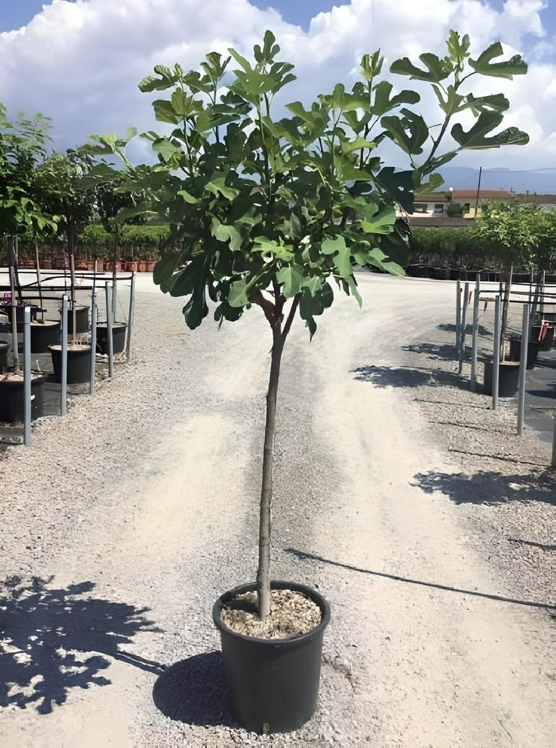 FIGUIER ICE CRYSTAL (Ficus carica)