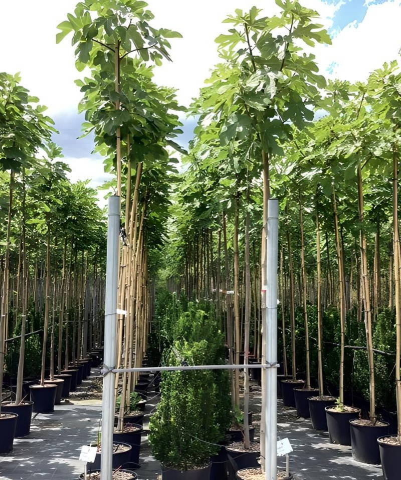 FIGUIER ICE CRYSTAL (Ficus carica)