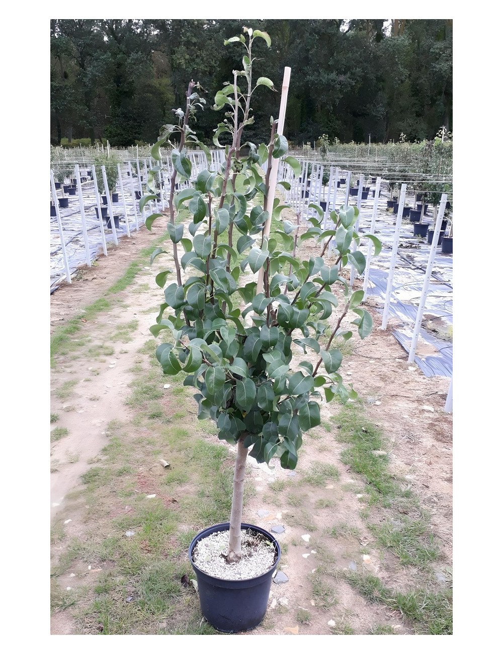 POIRIER CONFÉRENCE (PYRUS communis)