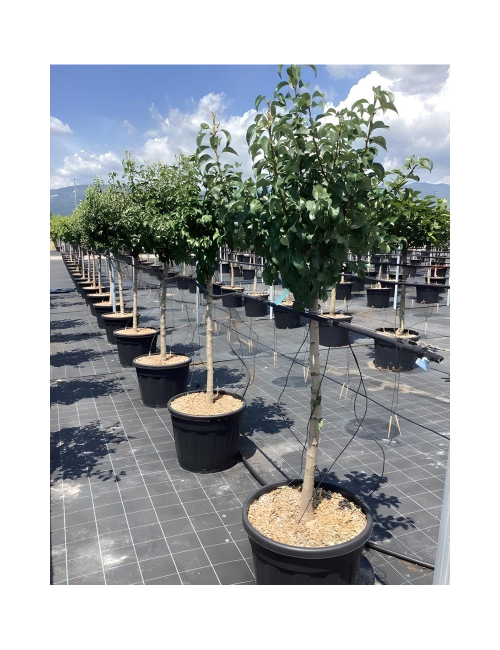 POIRIER CONFÉRENCE (PYRUS communis)