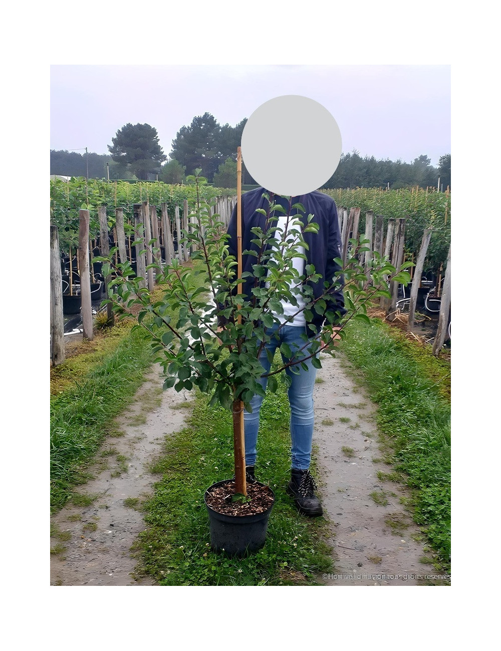 PRUNIER REINE CLAUDE DORÉE (Prunus domestica)