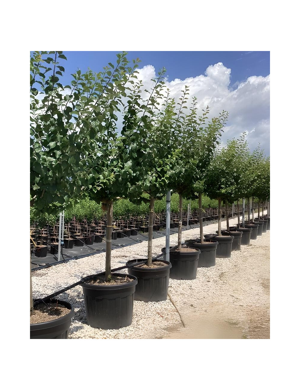 PRUNIER REINE CLAUDE DORÉE (Prunus domestica)