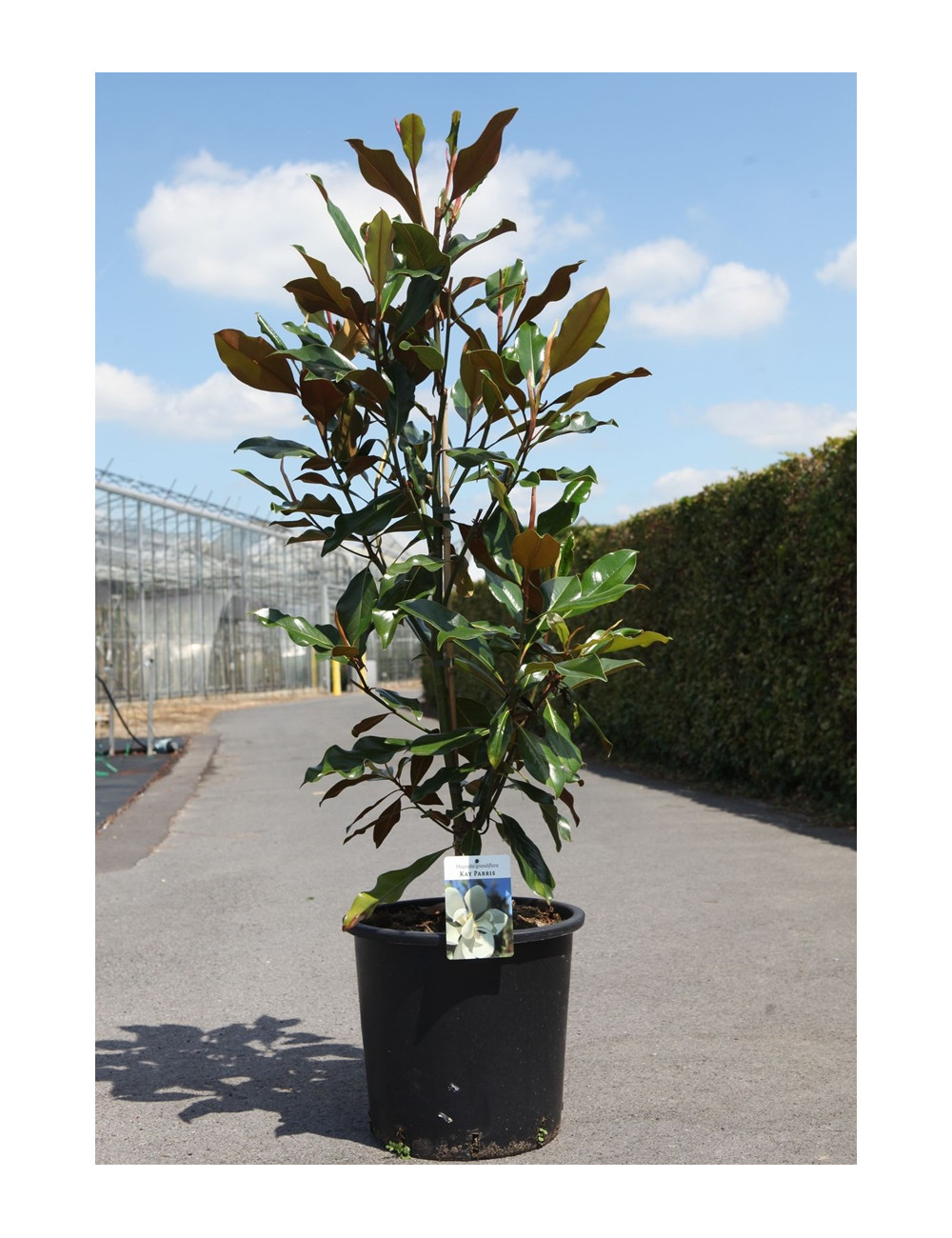 Magnolia grandiflora ‘Kay Parris’ – Magnifique magnolia persistant au ...