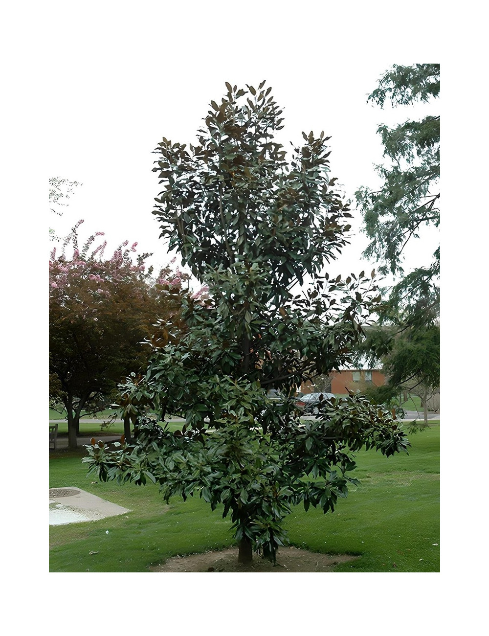 Magnolia grandiflora ‘Kay Parris’ – Magnifique magnolia persistant au ...