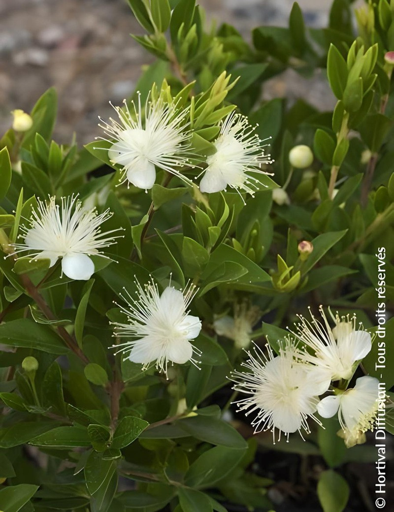 Myrte commun de Tarente – Myrtus communis tarentina, arbuste persistant ...