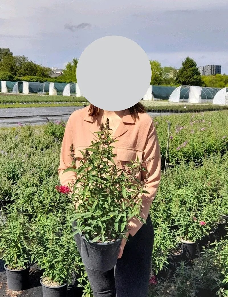Buddleia davidii ‘Prince Charming’ – Arbuste à floraison rose framboise ...