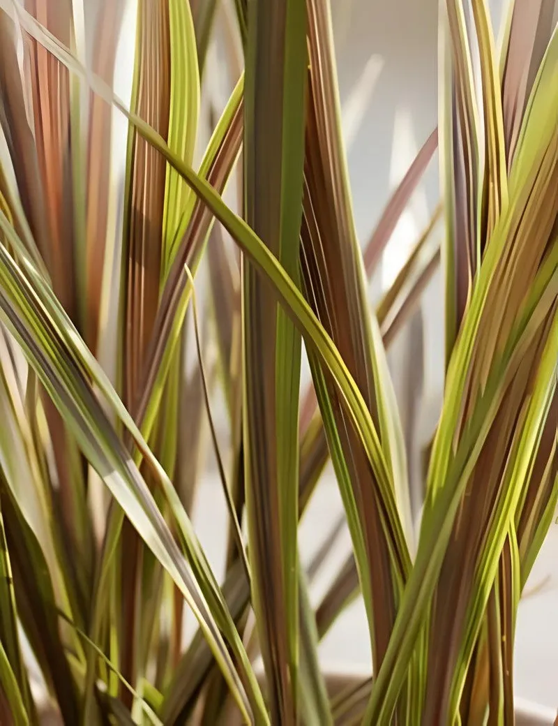 Cordyline banksii ‘Electric Star’ – Plante graphique, feuillage ...