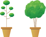 Forme tige & cépée